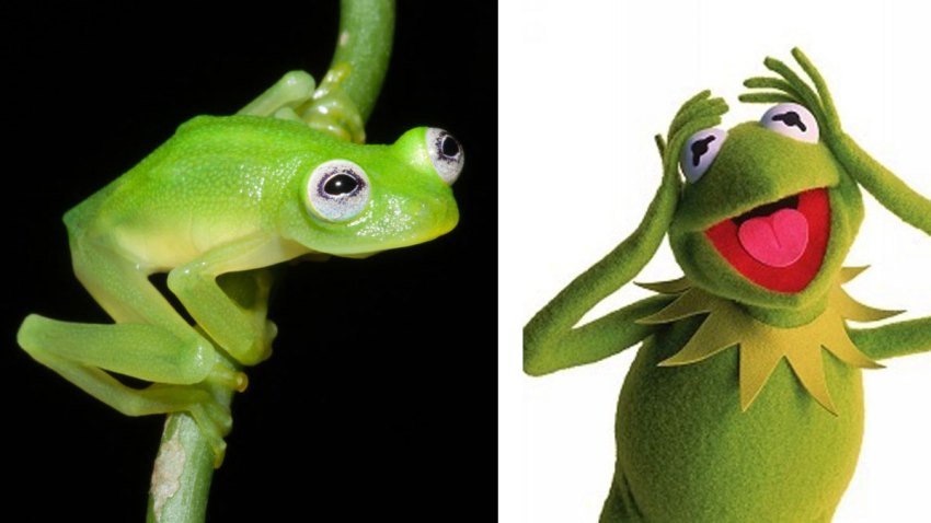 Video: descubren en Costa Rica a la rana “René” – Telemundo New York (47)