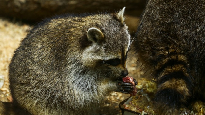 Video: Policía arrolla a mapache por 15 minutos hasta martarlo ...