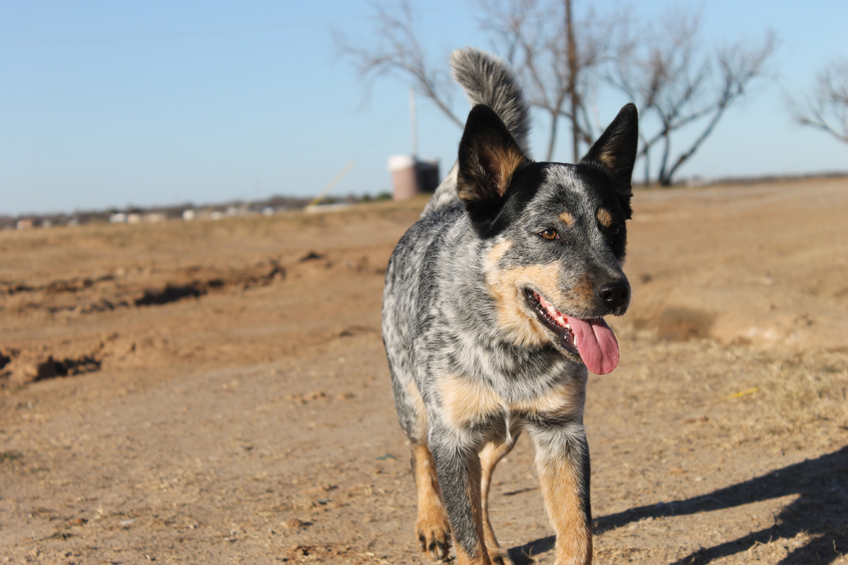 10 razas de perros más comunes en refugios de Estados Unidos ...