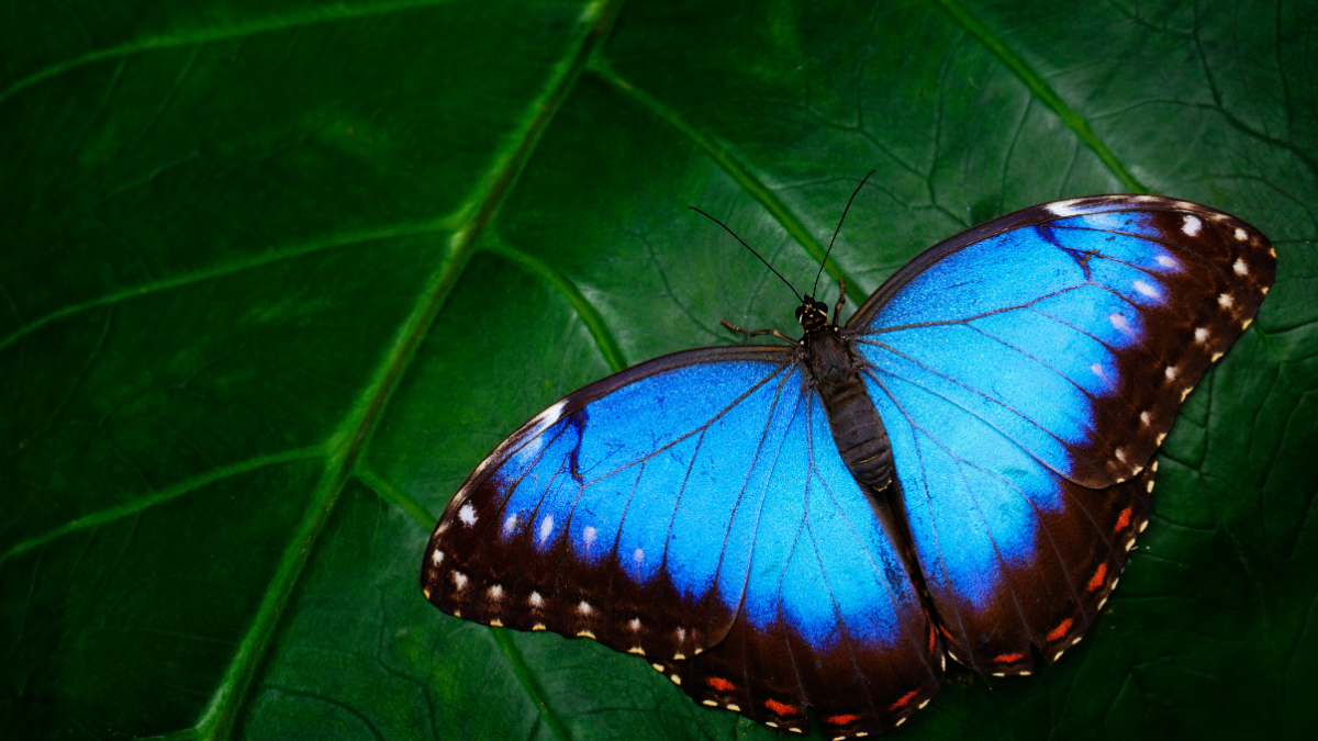 Mariposas tropicales pasan el invierno en un museo de NY – Telemundo ...
