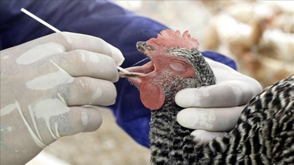 Gripe aviar: persona infectada en Missouri no tuvo contacto animal ...