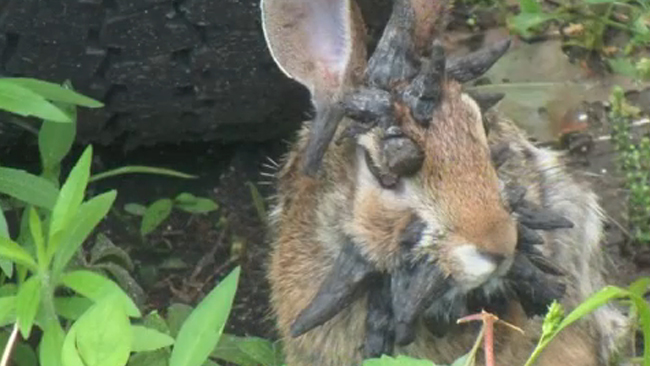 Conoce al horrible conejo Frankenstein – Telemundo New York (47)