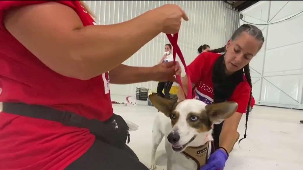 Perritos rescatados en Puerto Rico buscan un nuevo hogar en nuestra ...