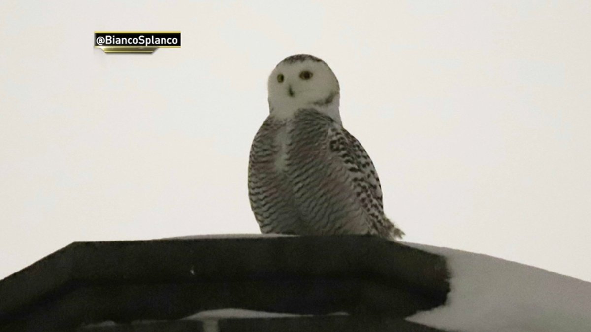 Raro búho nival reaparece en Central Park por segunda vez en una semana ...