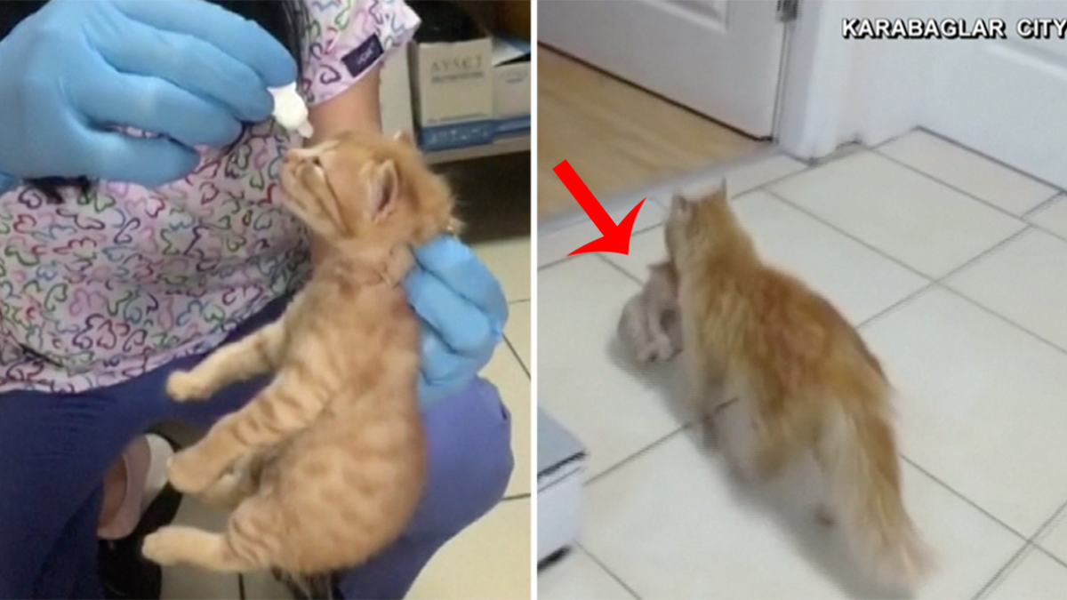 Video: gata callejera lleva a sus tres crías enfermas a urgencias ...