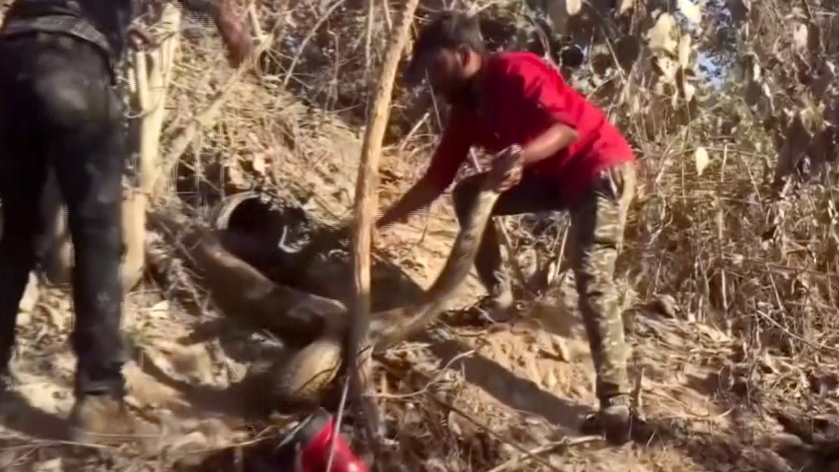 Video: sacan a una enorme pitón atascada en una tubería en India ...
