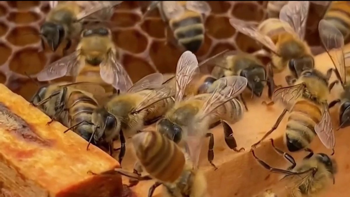Crianza de abejas en la Universidad de George Mason – Telemundo ...
