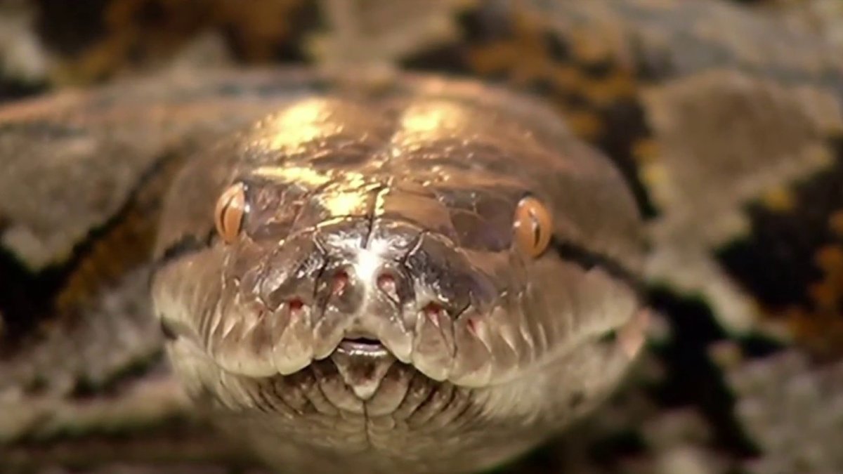 La pitón reticulada en Puerto Rico – Telemundo Washington DC (44)