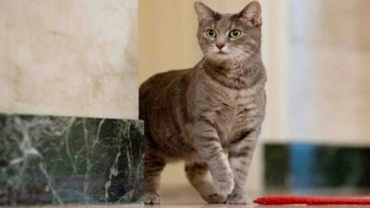 Los Biden presentan a su gata Willow en la Casa Blanca – Telemundo ...