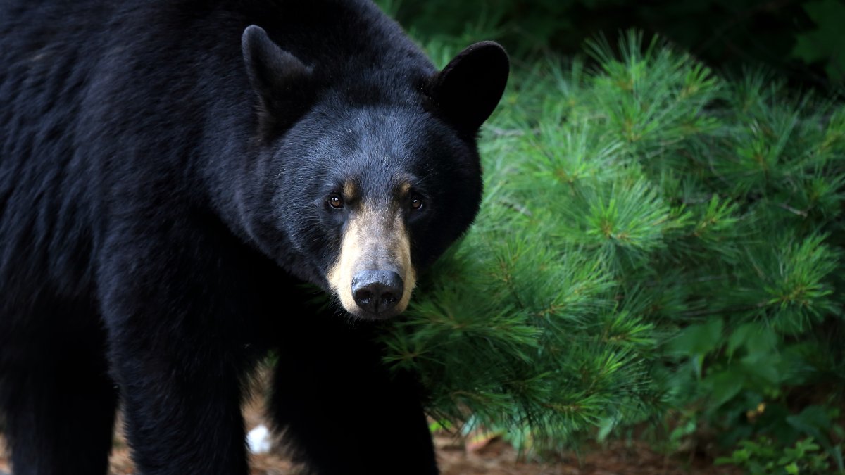 Oso Negro Peleando En Video: Así Captaron Una Singular Pelea Entre