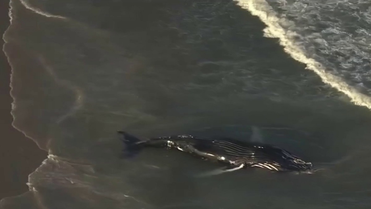 NOAA: Ballena encontrada muerta en NJ fue golpeada por un barco ...