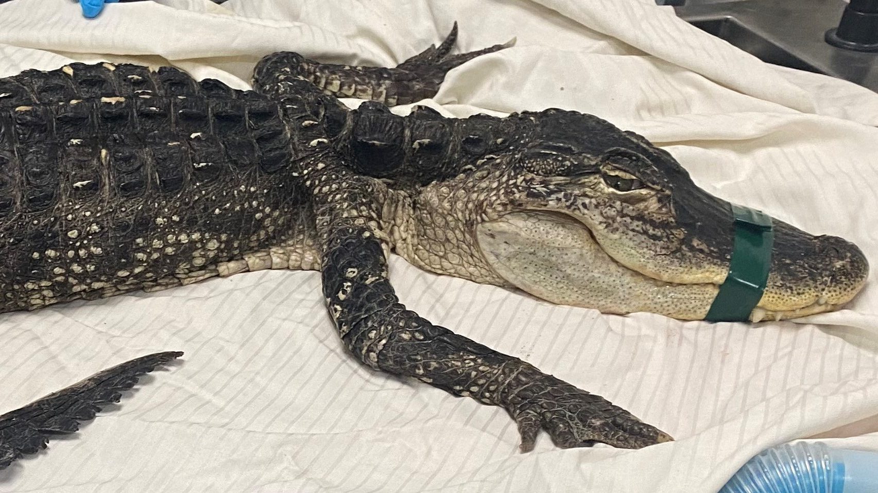 Four-foot-long Alligator Discovered In Brooklyn's Prospect Park - Globe ...