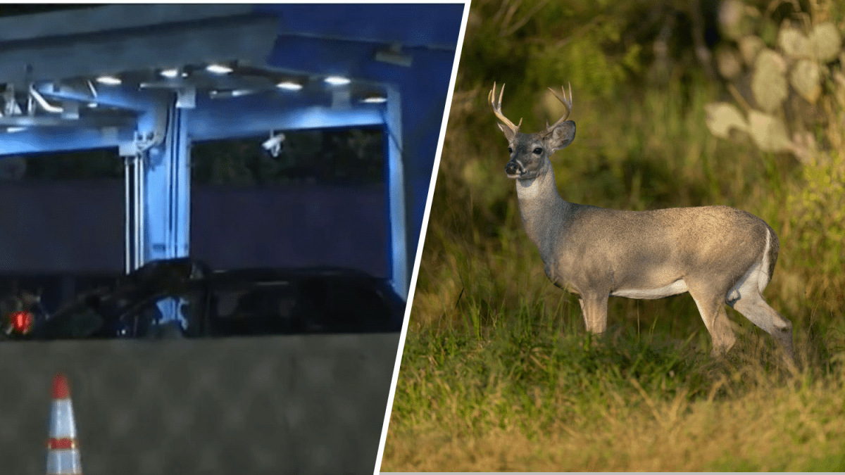 Hombre muere y otro herido tras golpear a venado en Virginia ...