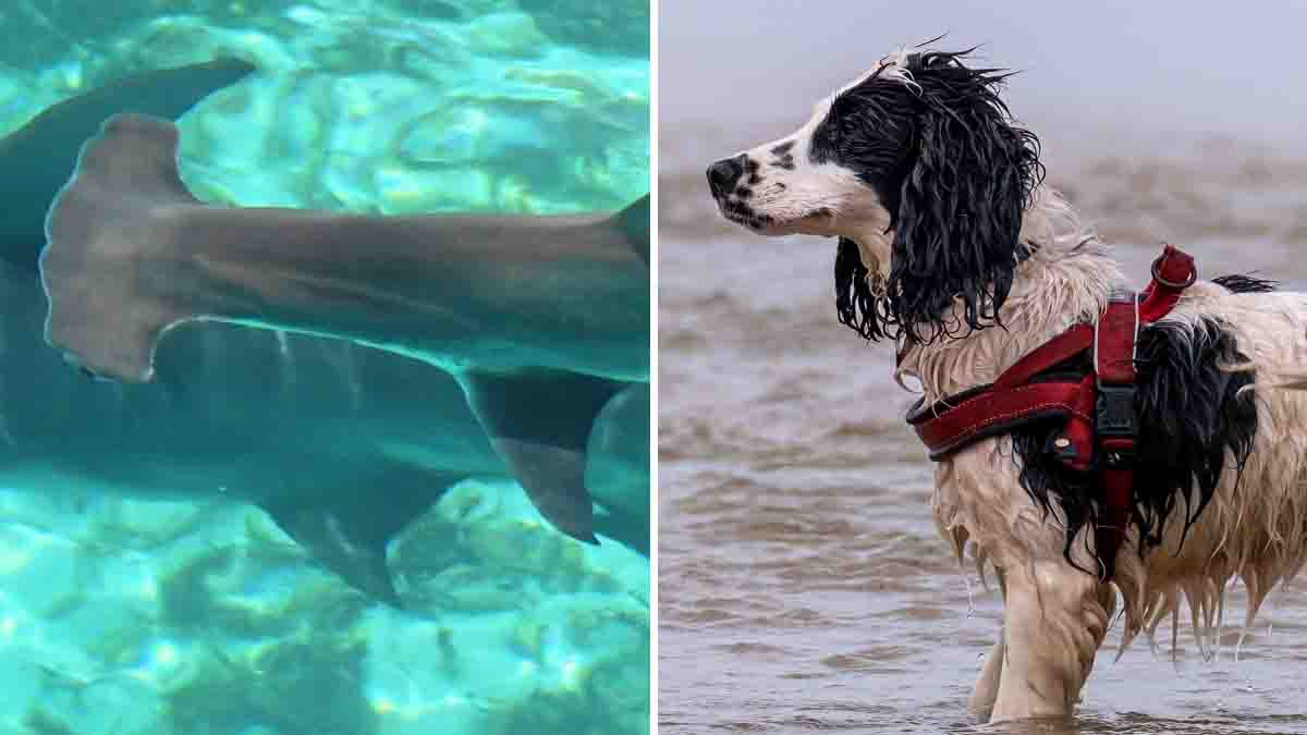 Video: perro persigue a tiburón martillo frente a turista en las ...