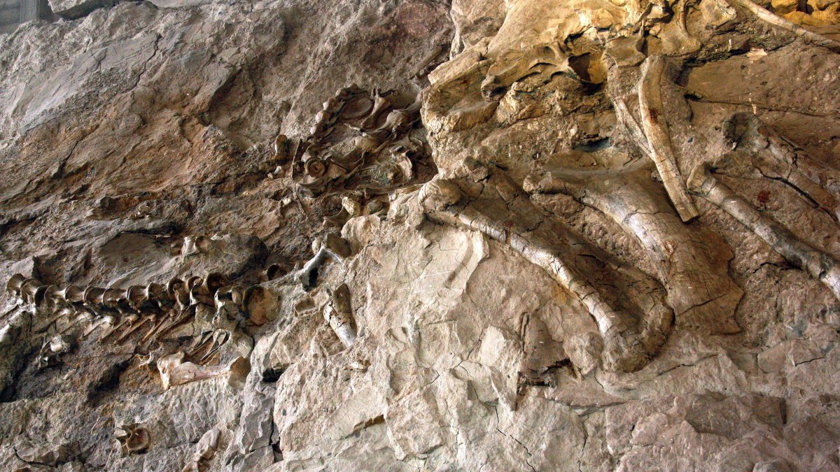 Utah: enfrentan cargos por robo de huesos de dinosaurio – Telemundo ...