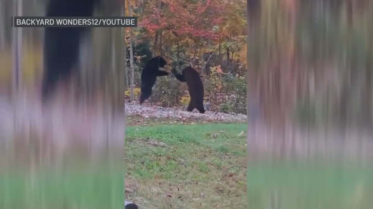 Video de osos peleando en Sturbridge, Massachusetts – Telemundo ...