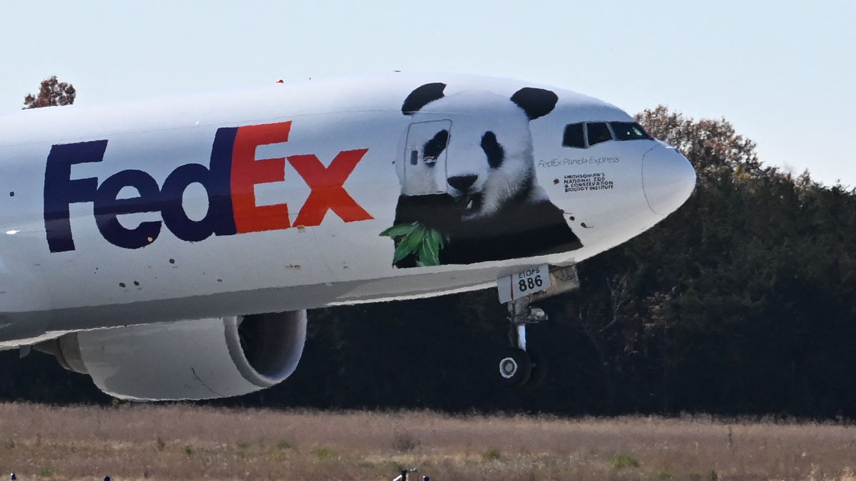 DC: Pandas del Zoológico Nacional regresan a China hoy – Telemundo ...