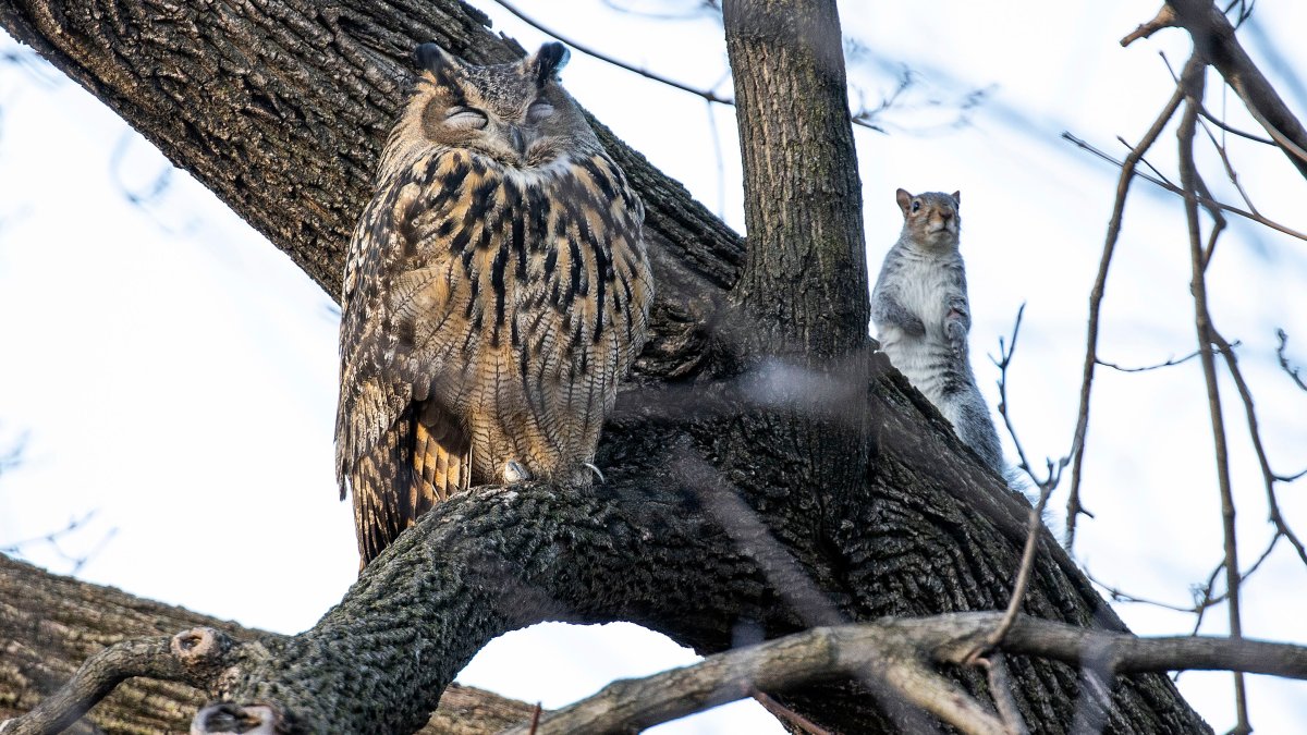 Un año desde que el búho Flaco fue liberado del zoológico de Central ...
