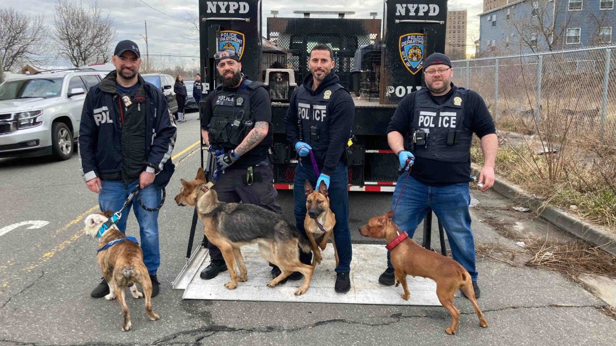 Detectives encuentran 13 perros y gatos desnutridos en Queens ...