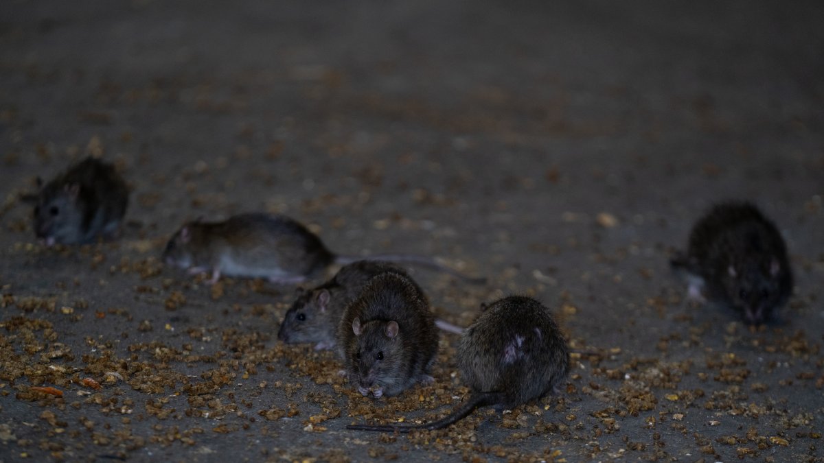 Así las ratas marrones llegaron a EEUU – Telemundo New York (47)
