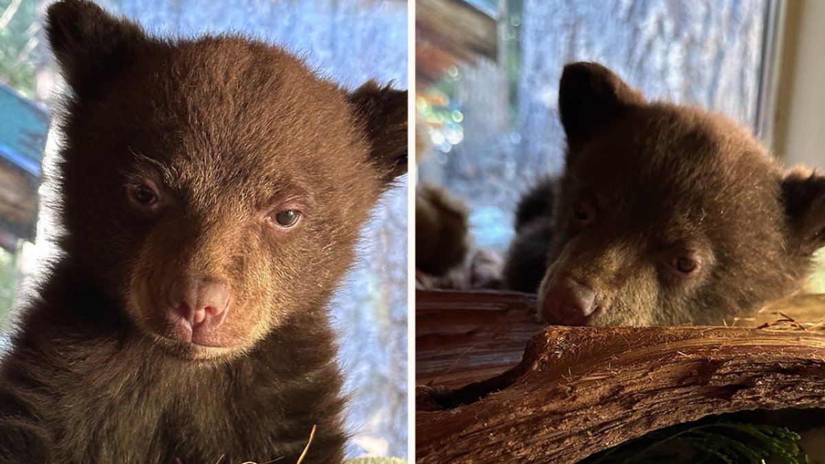 Entregan cachorro de oso Bear League Norte de California – Telemundo ...