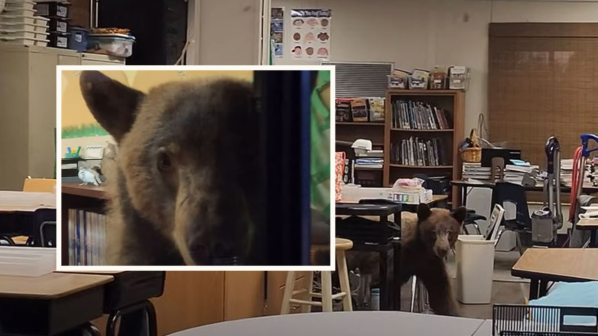 Bakersfield: captado en video queda la visita de oso a salón de clases ...