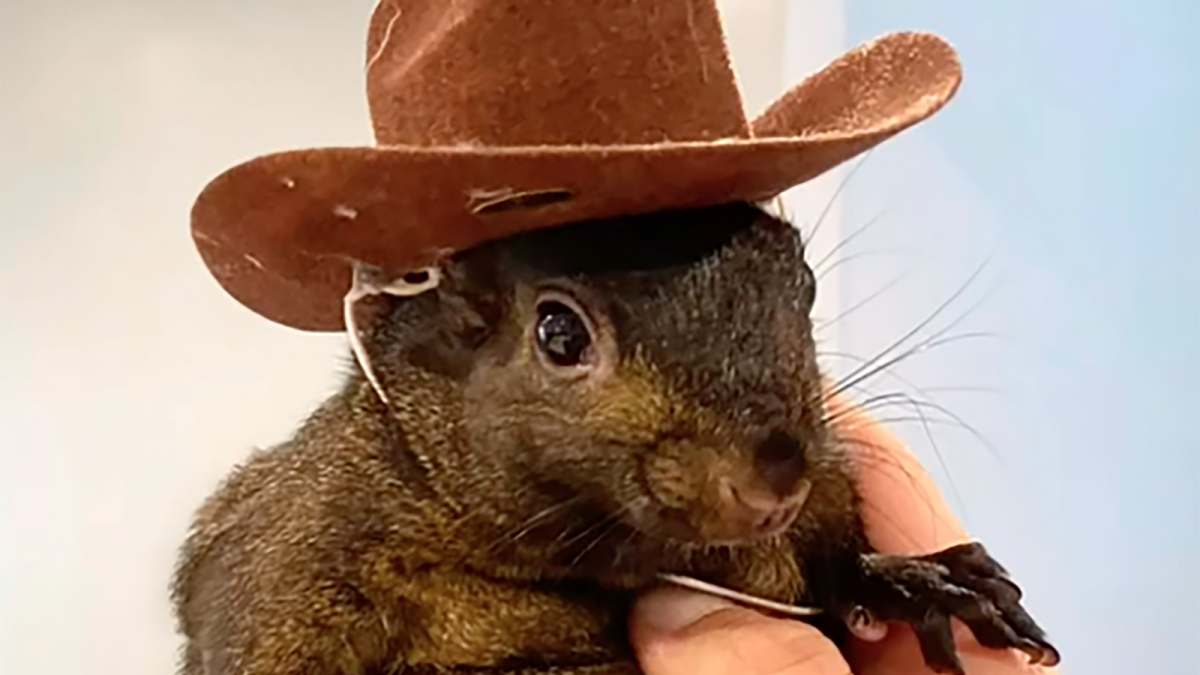 Ardilla famosa en redes sociales fue sacrificada en NY – Telemundo New York (47)