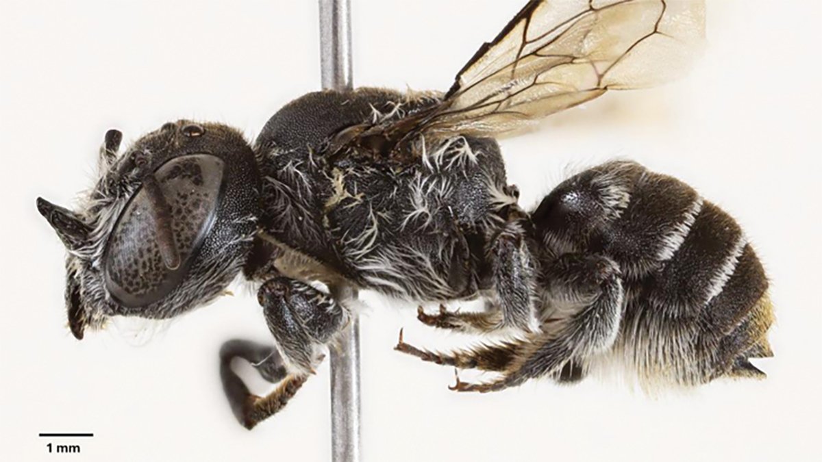 Descubren en Australia a una nueva especie de abeja "Lucifer ...
