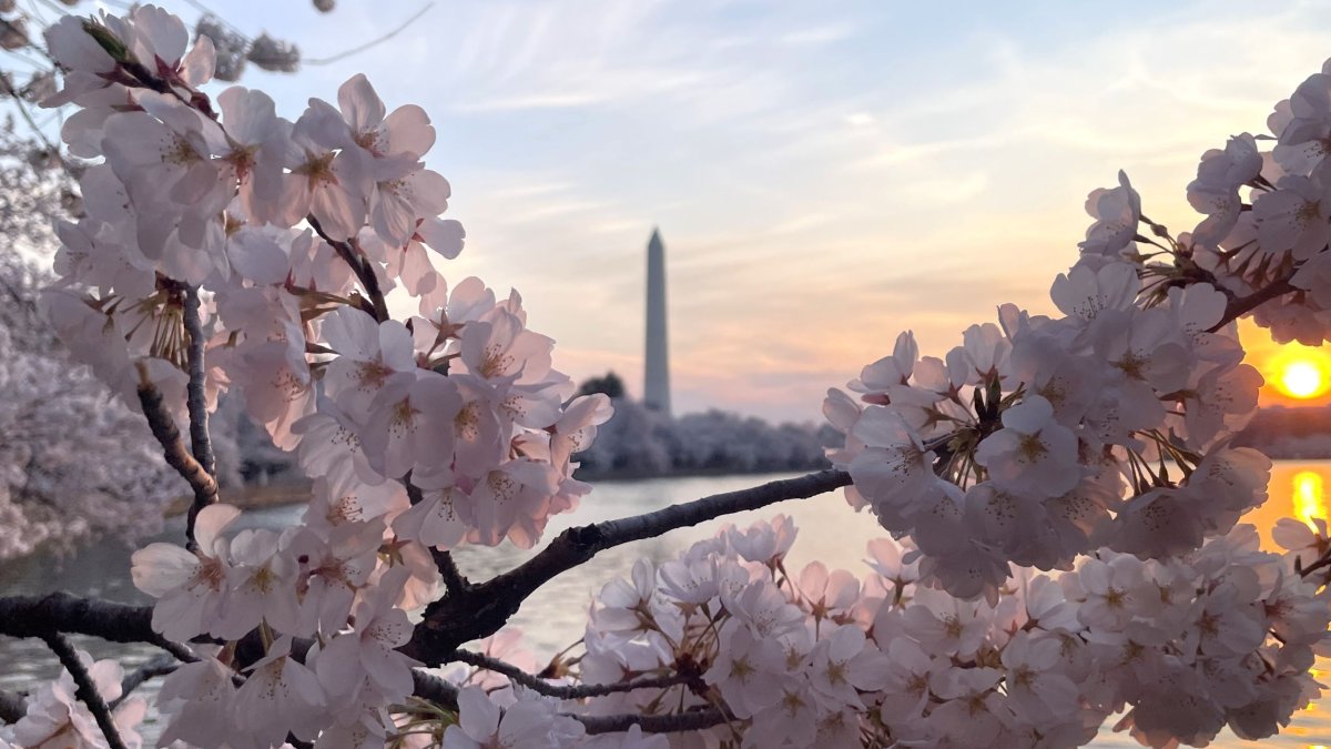 Los cherry blossoms de Washington DC alcanzan la máxima floración ...