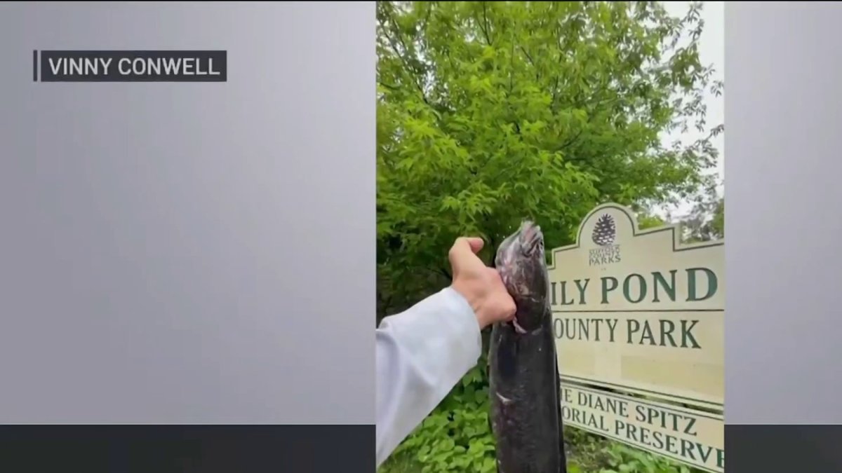 Equipos tratar de retirar un pez invasor en Long Island – Telemundo New ...